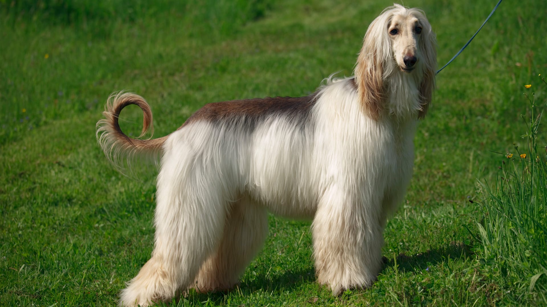 Köpek Cinsleri Nelerdir? 7 Popüler Köpek Cinsi! • Nen Var